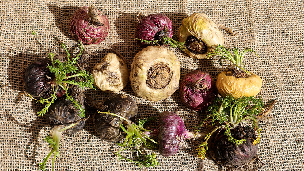 Maca – rastlina plná sily s regeneračnými účinkami - Magazín - Weleda